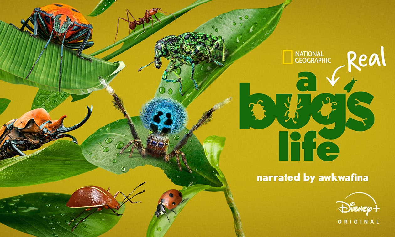 Stream Disney, Pixar, Marvel, Star Wars, Nat Geo | Disney+